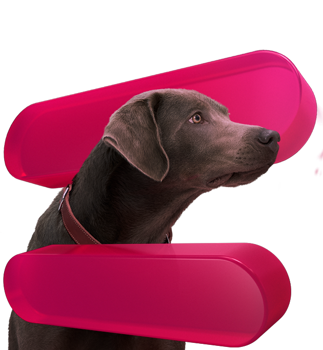 Assurance Animaux de compagnie | Belfius Direct Assurances