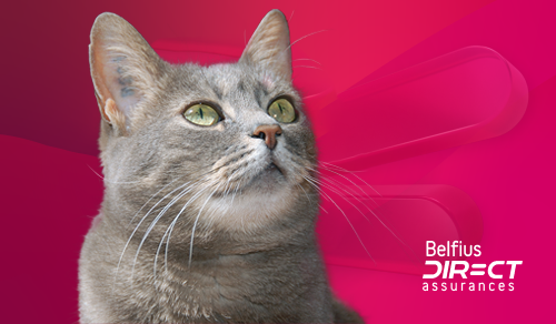 Assurance Animaux de compagnie | Chats | Belfius Direct Assurances